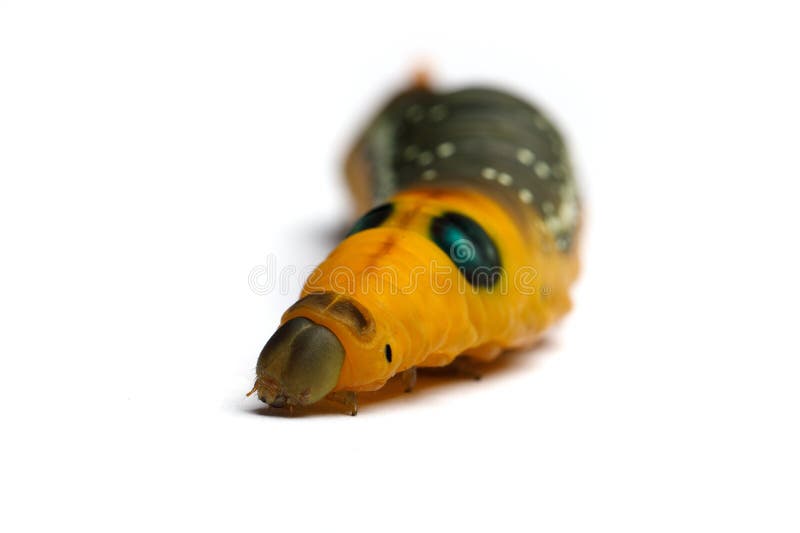 Bright Caterpillar on White Background Stock Image - Image of breeding ...