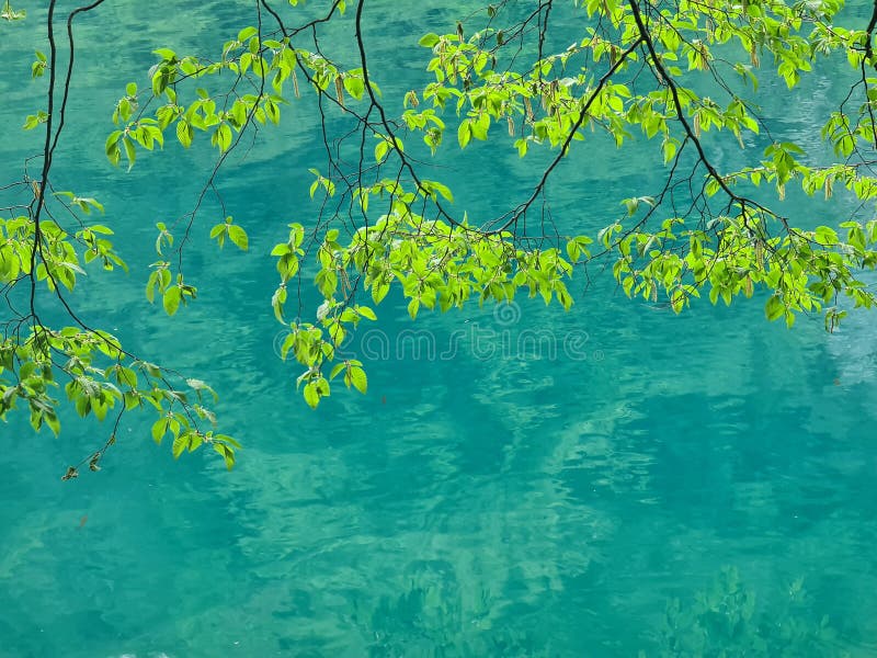 A Bright Cerulean Water and the Hanging Emerald Tree Branches Stock ...