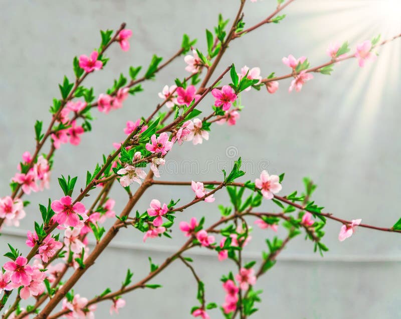 Bright Cherry Blossoms Under the Spring Sun. Cherry Blossoms Stock ...