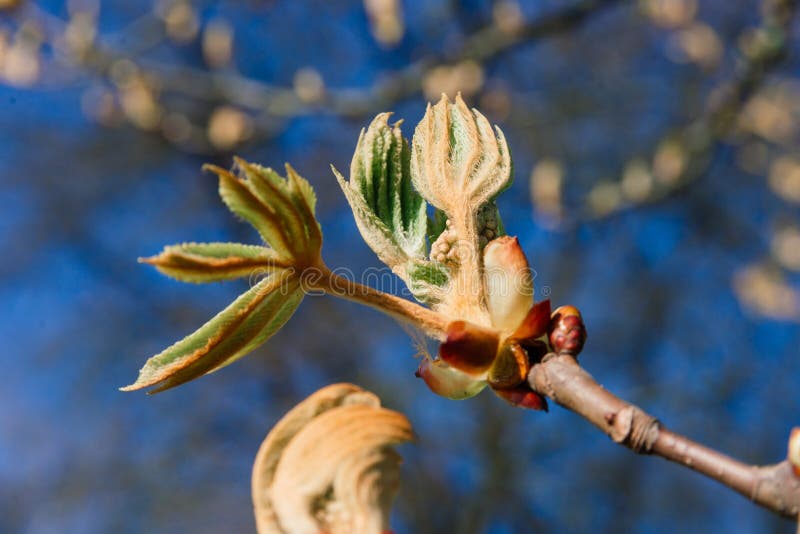 Bright Chestnut Bud Close Up in Spring Park Stock Photo - Image of ...