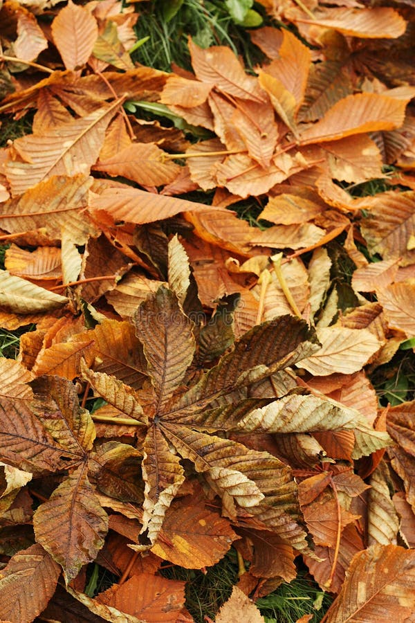 Bright Chestnut Leaves in the Park Macro Stock Image - Image of autumn ...