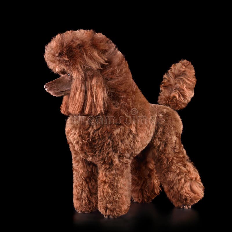 Bright Chocolate Toy Poodle Stock Photo - Image of animal, posing ...