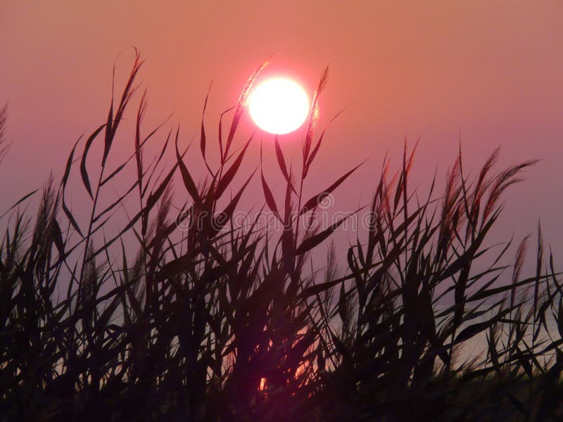 351 Rustling Grass Video Stock Photos - Free & Royalty-Free Stock ...