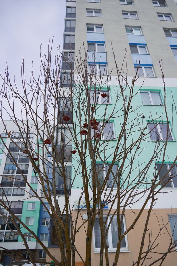 A Bright City Building Stands Behind a Bare Tree in Early Spring. Stock ...