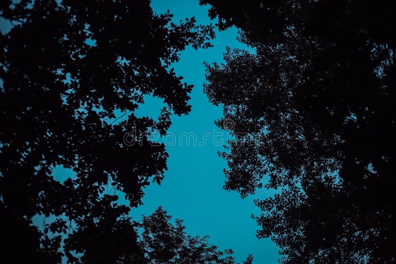 Bright Clear Blue Sky Trees Path Light Stock Image - Image of tranquil ...