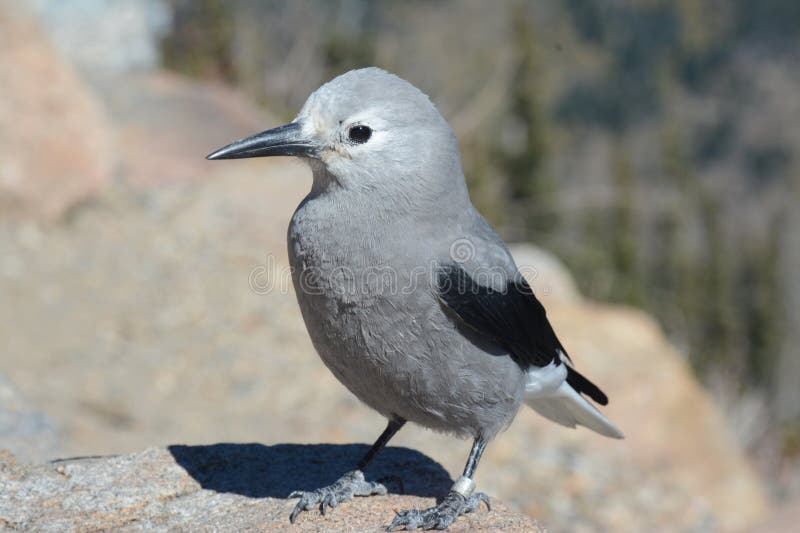 Closeup of a Banded Clark S Nutcracker Stock Photo - Image of migratory ...