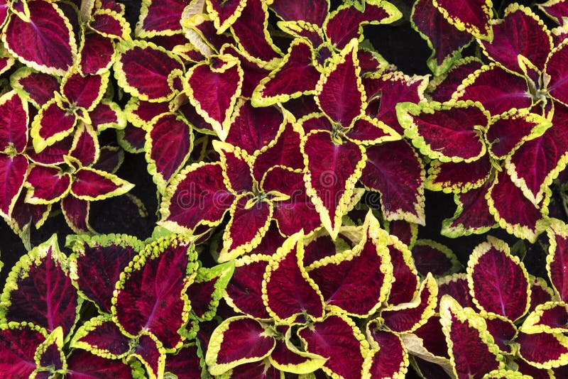 Yellow coleus leaves stock image. Image of seasonal, summer - 44502741