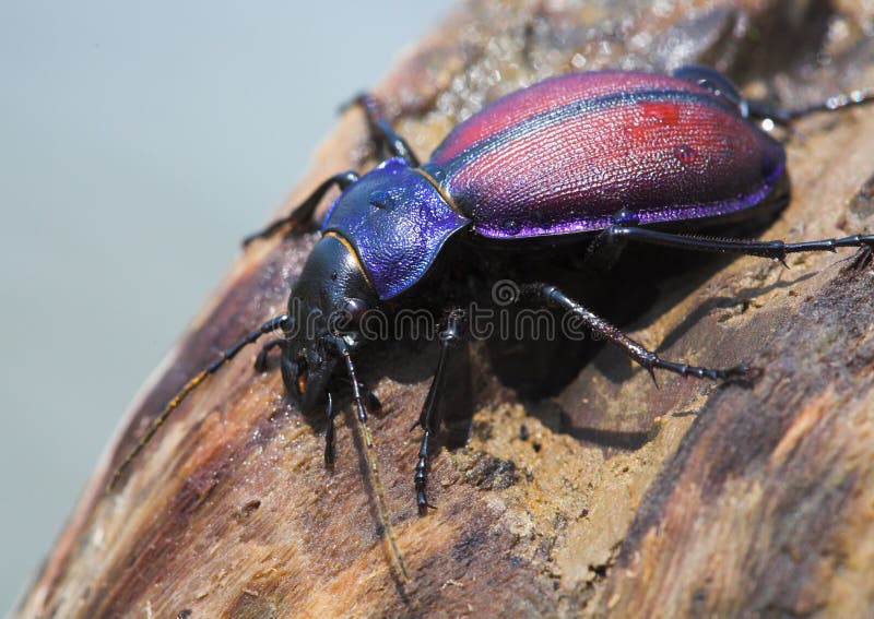 Bright color bug stock photo. Image of siberia, spring - 913824