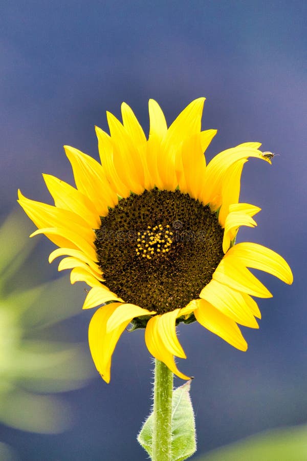 Bright Color and Detail of a Single Sunflower. Stock Photo - Image of ...