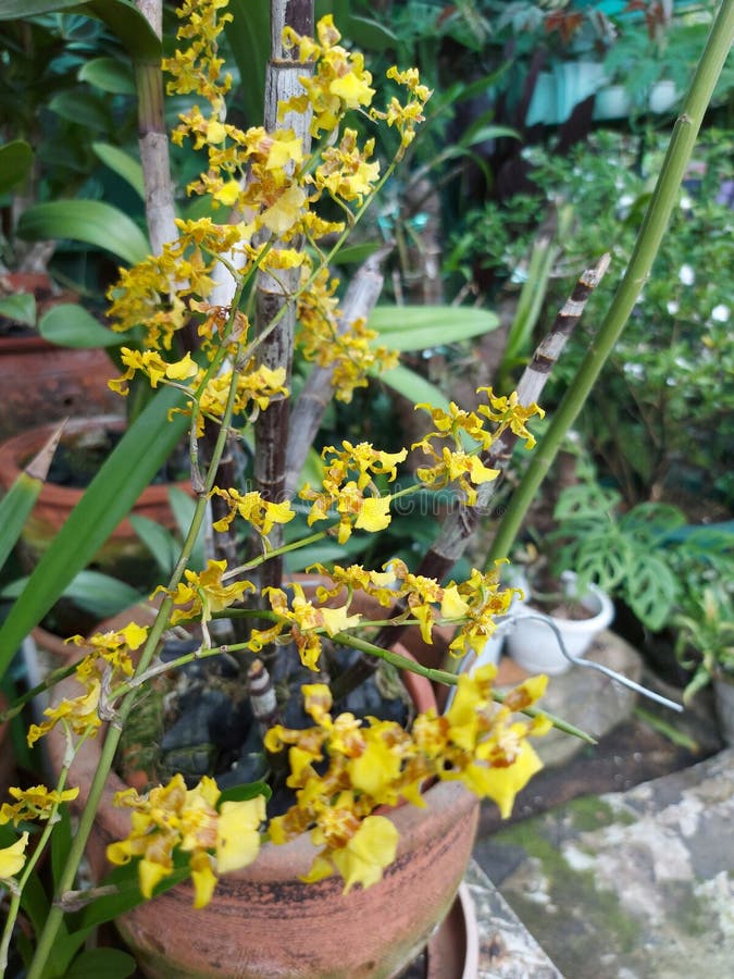 Anggrek flowers stock image. Image of leaf, color, cheerfulness - 345293487