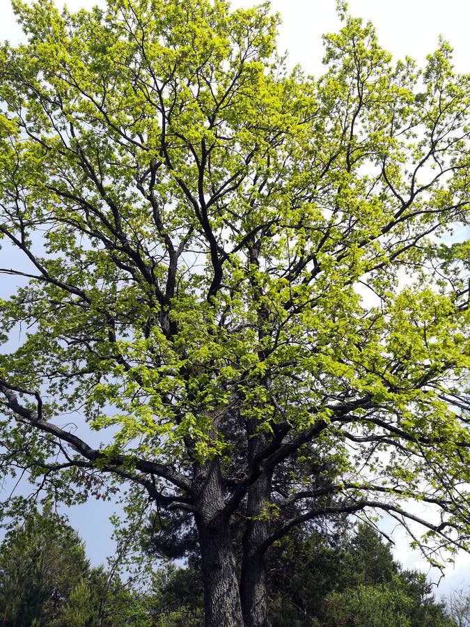 Bright Color of Oak Foliage Stock Image - Image of tree, garden: 186279593