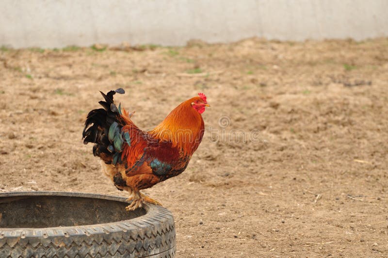 Bright Coloured Rooster Stock Photos - Free & Royalty-Free Stock Photos ...