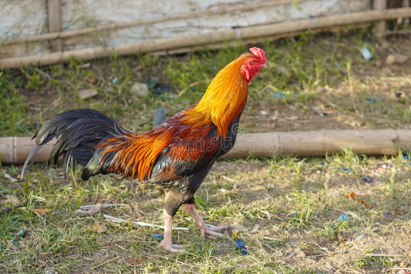 Bright Color Rooster Walking on Grassy Ground Stock Image - Image of ...