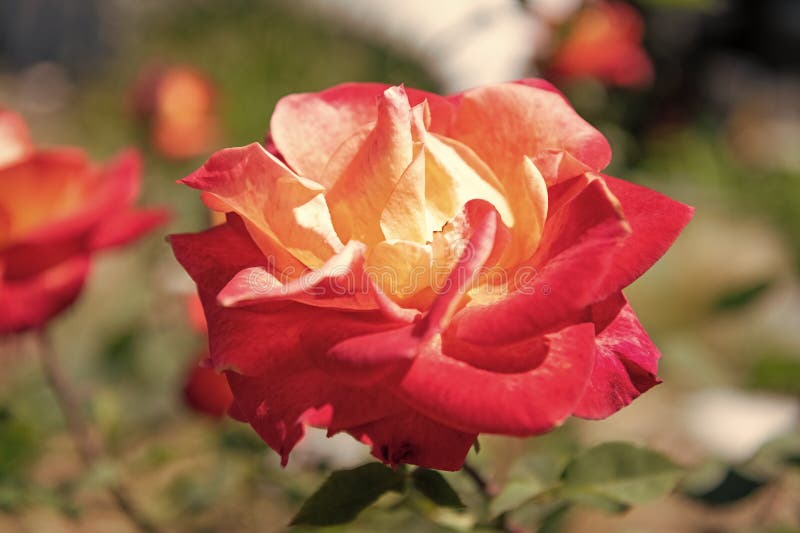 Bright Color Rose Flower Blooming in Summer Stock Image - Image of ...