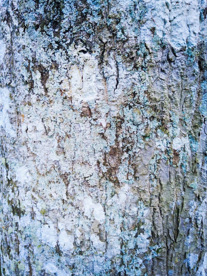 141 Texture Mango Tree Skin Stock Photos - Free & Royalty-Free Stock ...