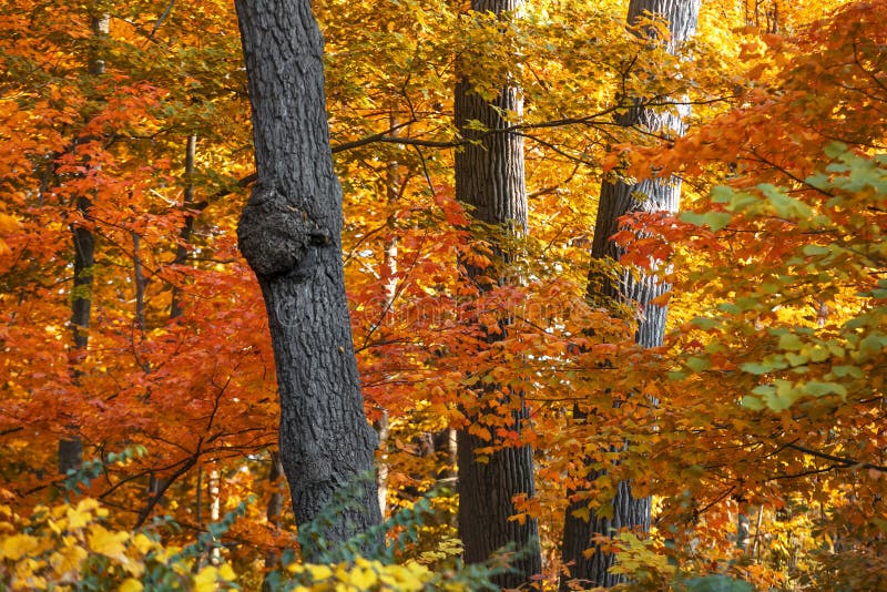 Bright Color Trees during Peak Autumn Time in Michigan Stock Image ...