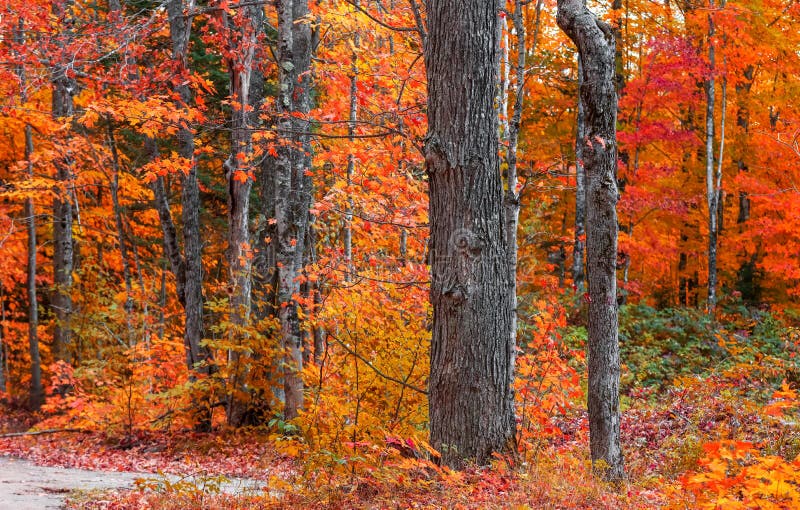 Bright Color Trees during Peak Autumn Time in Michigan Stock Photo ...