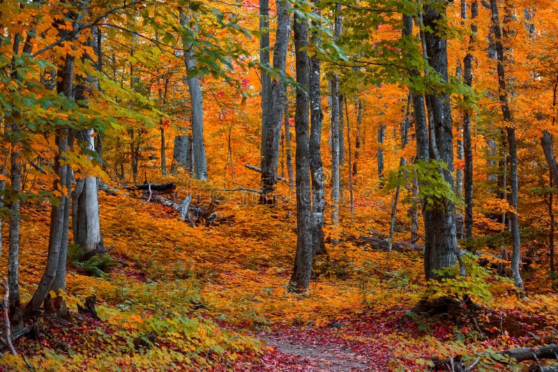 Bright Color Trees during Peak Autumn Time in Michigan Stock Photo ...