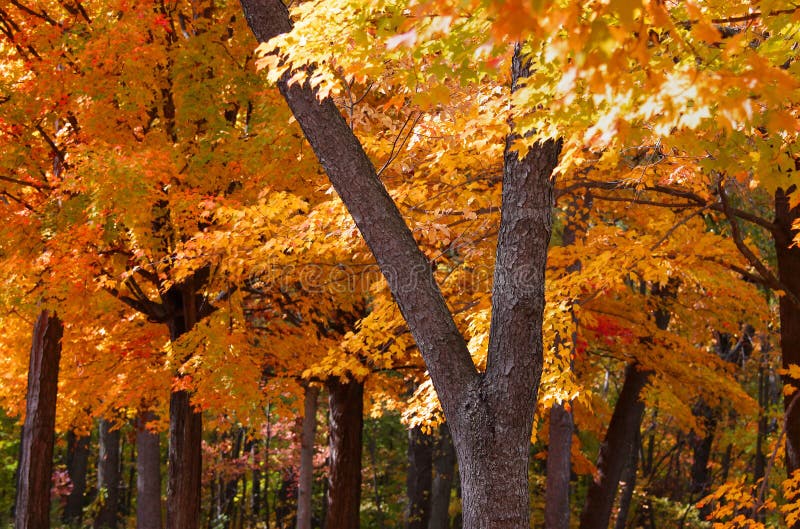 Arkansas Autumn in Rogers stock image. Image of fall - 15210151
