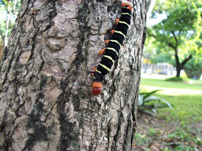 Bright colored caterpillar stock image. Image of tree - 82563841