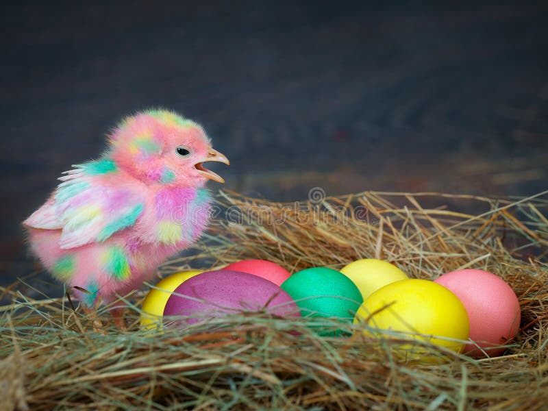 Bright Colored Chicken. Easter Eggs Stock Photo - Image of yellow ...