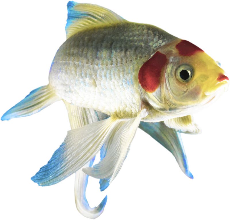 Bright Colored Fish Watching the Viewer Stock Image - Image of ...