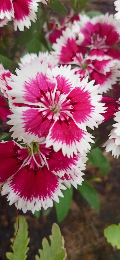 Bright Colored Flowers Bloom Beautifully. Stock Photo - Image of bright ...