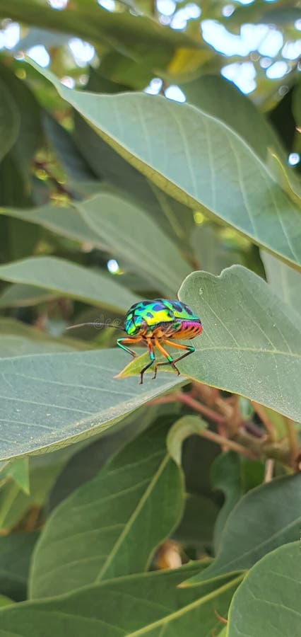 Bright colored insects stock photo. Image of arthropod - 178429598