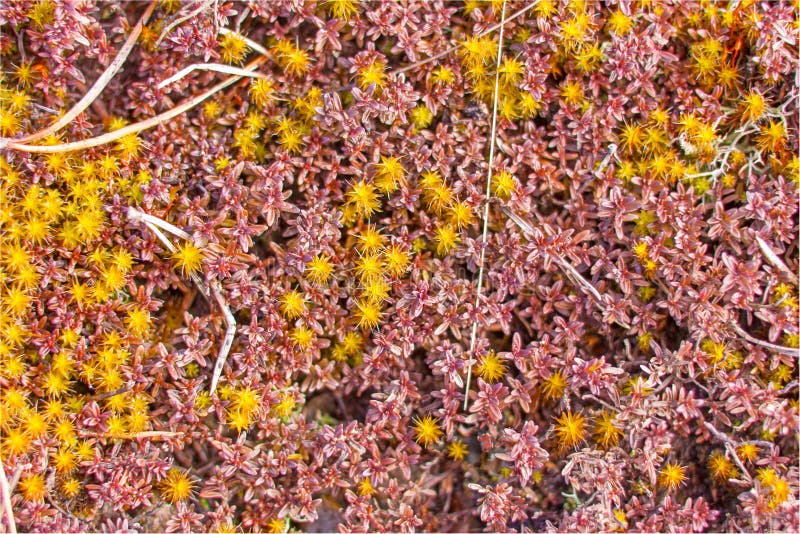 Bright colored moss macro stock image. Image of lichen - 38956717