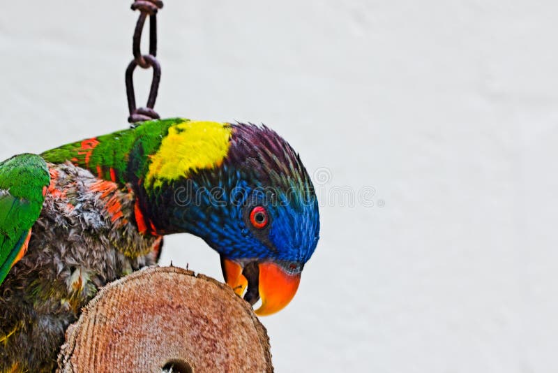 Bright colored parot stock image. Image of bright, yellow - 159203531