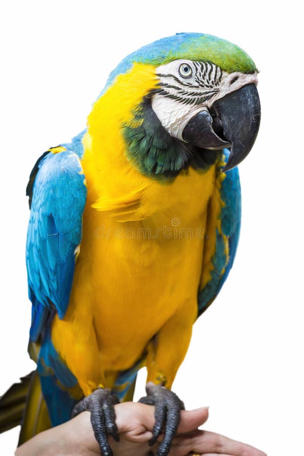 A bright colored parrot stock image. Image of jungle - 108433199