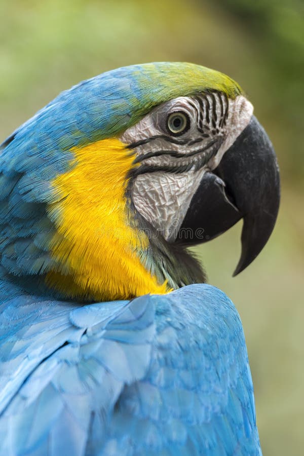 A bright colored parrot stock image. Image of jungle - 108433199