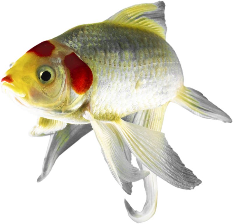 Bright Colored Pet Fish Looking at the Lens Stock Image - Image of fish ...