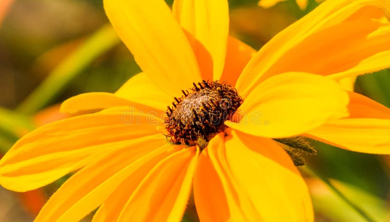Bright Colored Petals of Yellow Daisy Flower in Full Bloom in Late ...