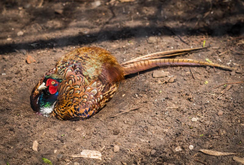 Bright Colored Pheasant Cleaning Feathers in a Dusty Hole Stock Photo ...