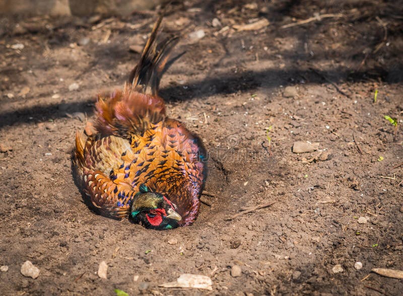 Bright Colored Pheasant Cleaning Feathers in a Dusty Hole Stock Image ...