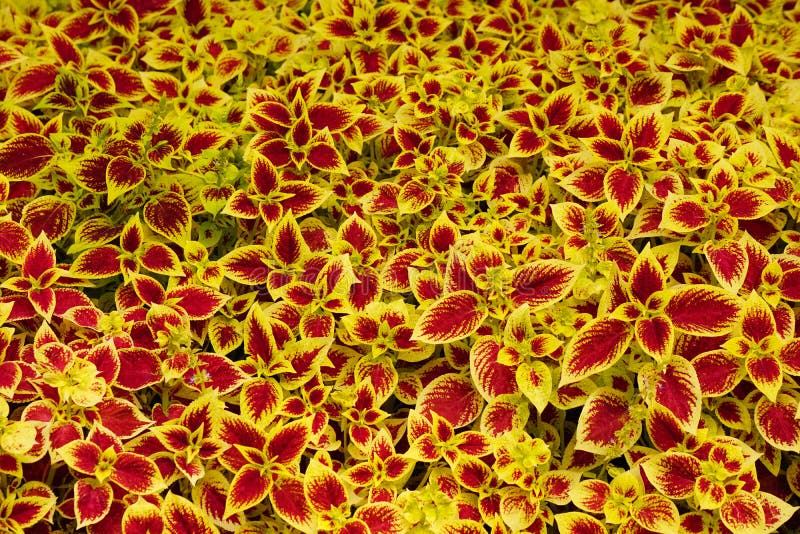 Bright colored plants. stock image. Image of colored - 60739179