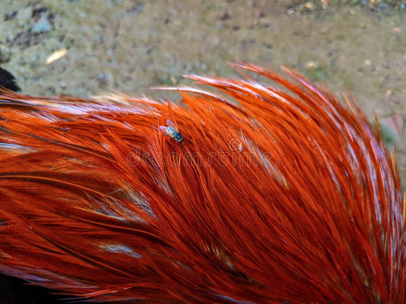 Bright Colored Rooster Feather Background. Red and Orange Rooster ...