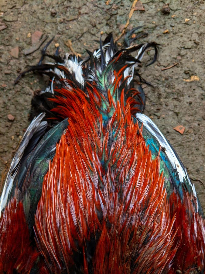Bright Colored Rooster Feather Background. Red and Orange Rooster ...