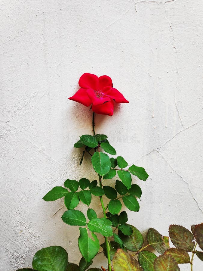 Bright Colored Single Red Rose in Contrast Against Grey Stone Wall ...