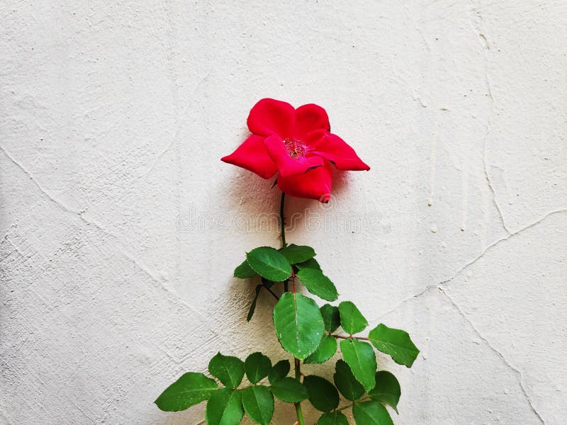 Bright Colored Single Red Rose in Contrast Against Grey Stone Wall ...