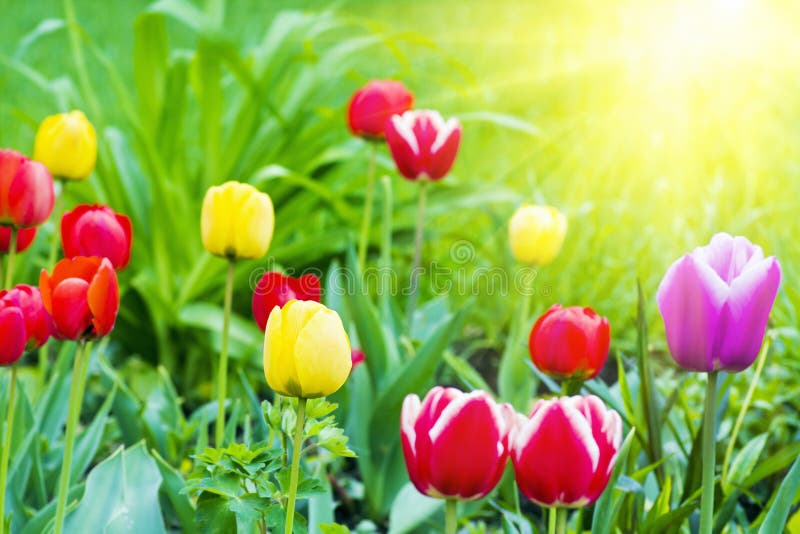 Bright colored tulips stock photo. Image of stem, growth - 14136756
