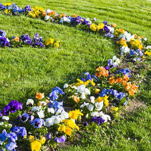 Bright Colored Violets in a Flowerbed in a Summer Garden Stock Photo ...