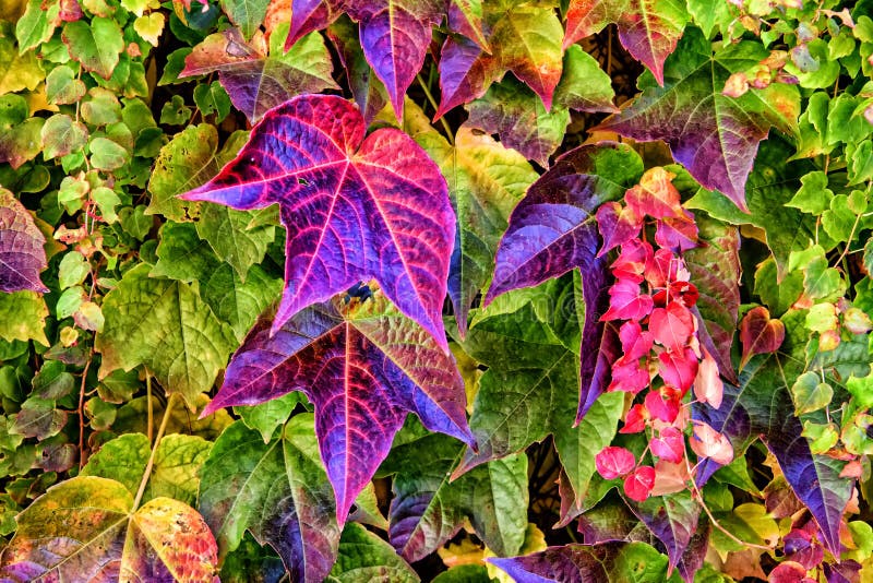 Colorful autumn ivy leaves stock photo. Image of abstract - 35864868