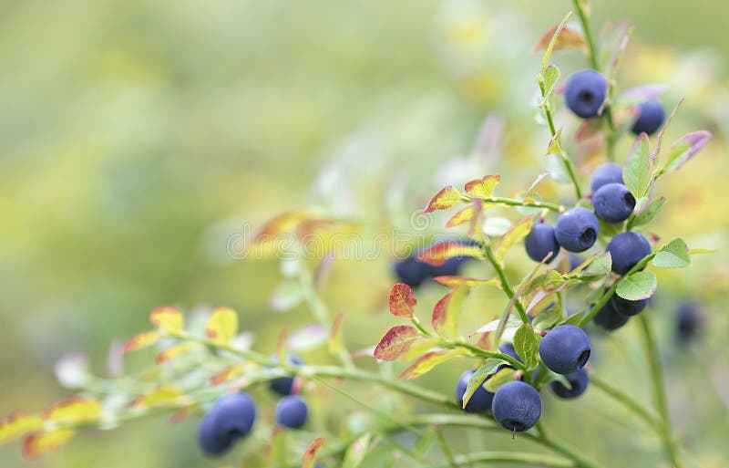 A Bright Colorful Branch with Blueberries Stock Image - Image of ...
