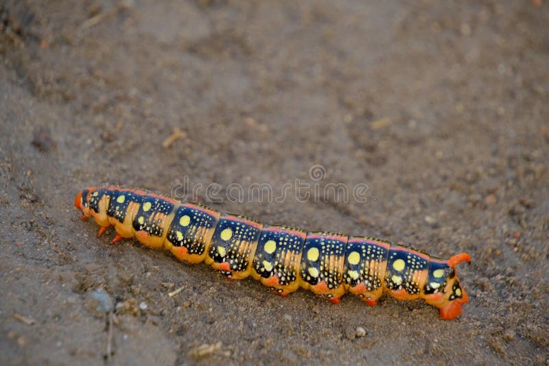 Bright Colorful Caterpillar Crawling Sand Stock Photo - Image of ...