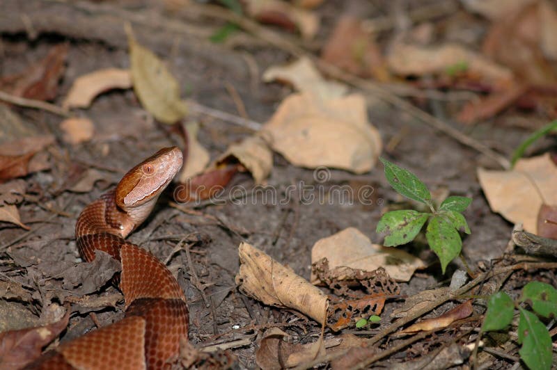 Copperhead snake stock photo. Image of nature, environment - 3851992