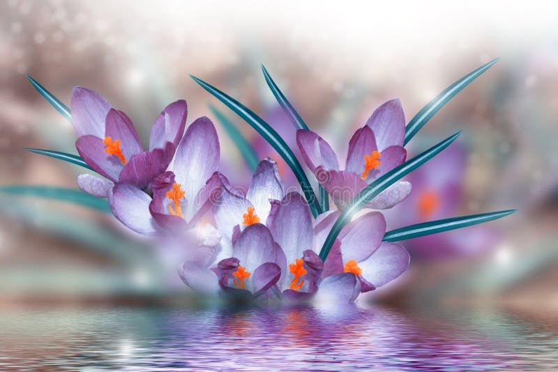 Bright and Colorful Crocus Flowers Stock Image - Image of meadow ...