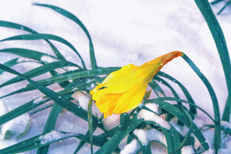 Bright Colorful Daffodils Flowers Stock Photo - Image of botany, leaf ...