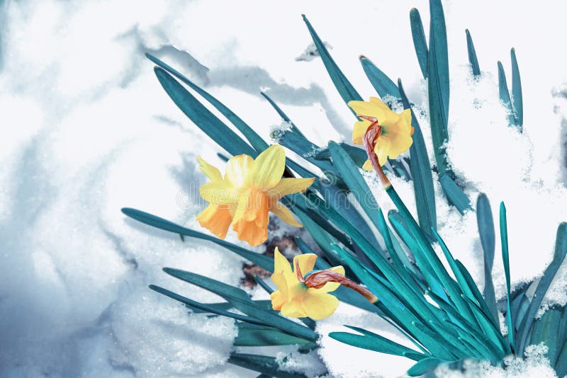 Bright Colorful Daffodils Flowers Stock Photo - Image of garden, bloom ...